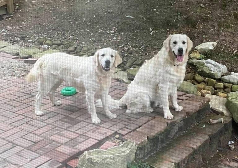 Sample Trust Language Appointing Trustee - EZ Elder Law